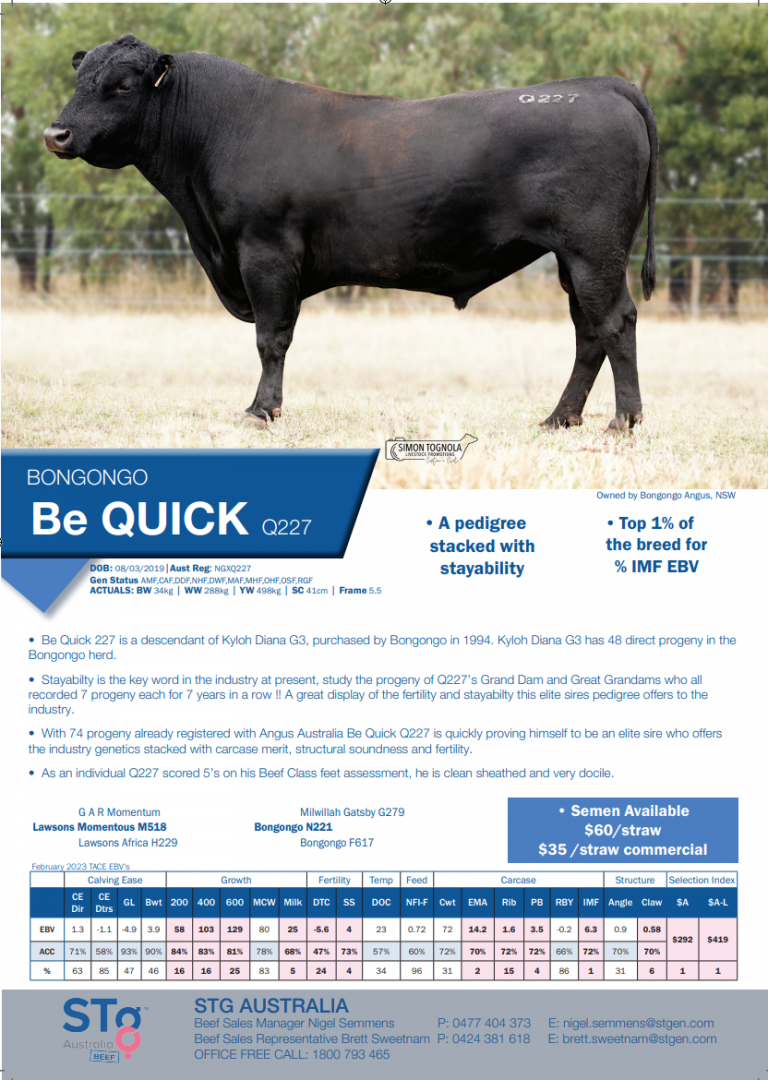 Semen Sales – Bongongo Angus